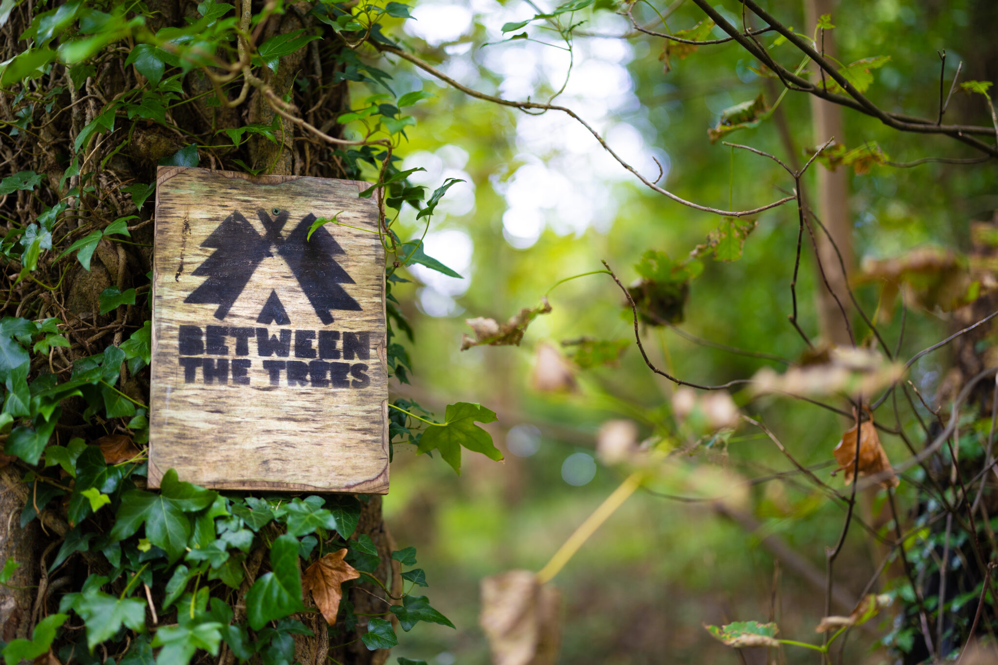 Information - Between The Trees